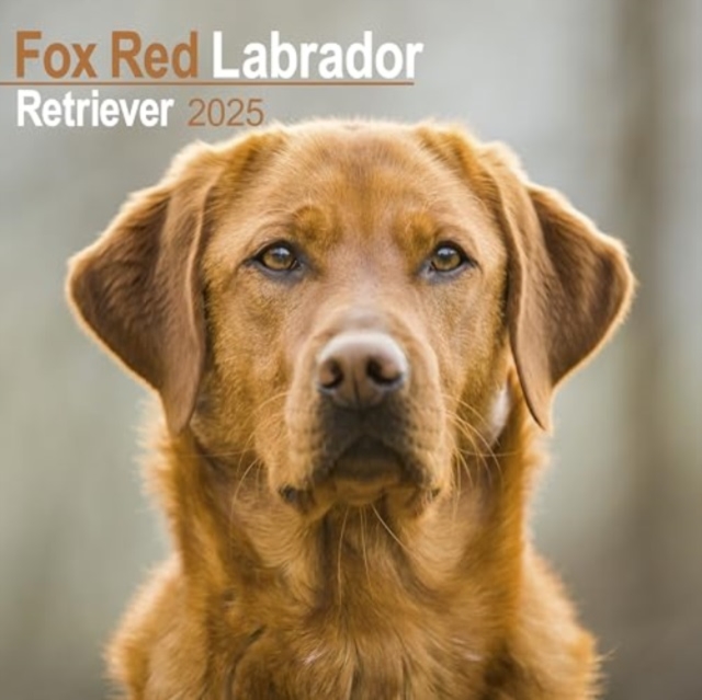 Fox Red Labrador Retriever Calendar 2025 Square Dog Breed Wall Calendar ...