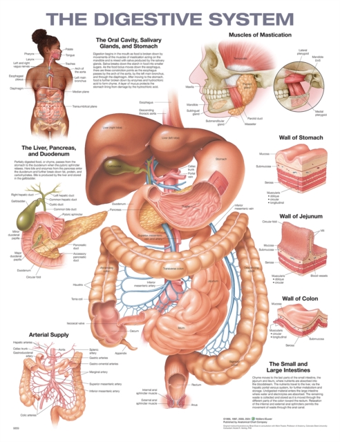 The Digestive System Anatomical Chart: Anatomical Chart Company ...